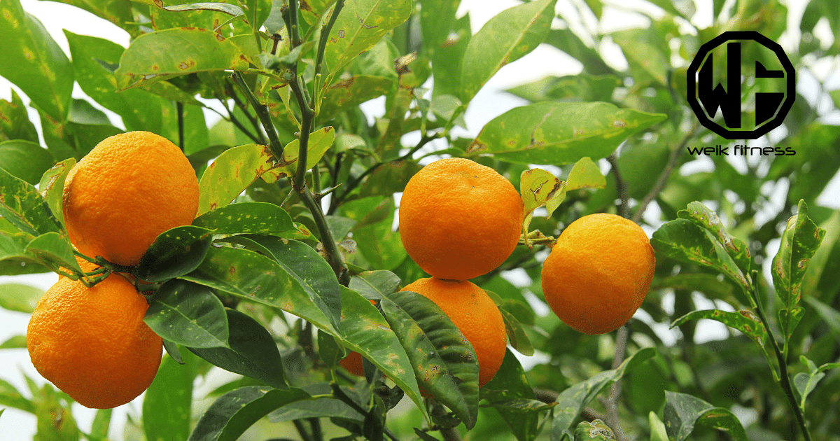 Bitter Orange Extract: An Alternative to Ephedrine