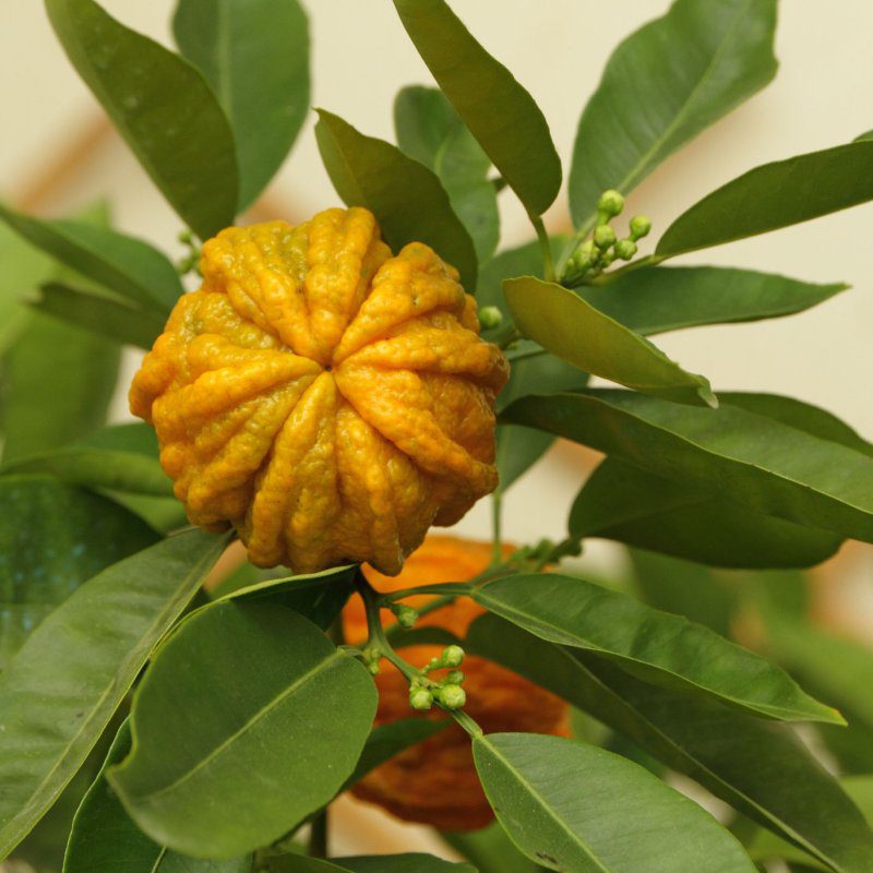 Bitter Orange Extract: An Alternative to Ephedrine
