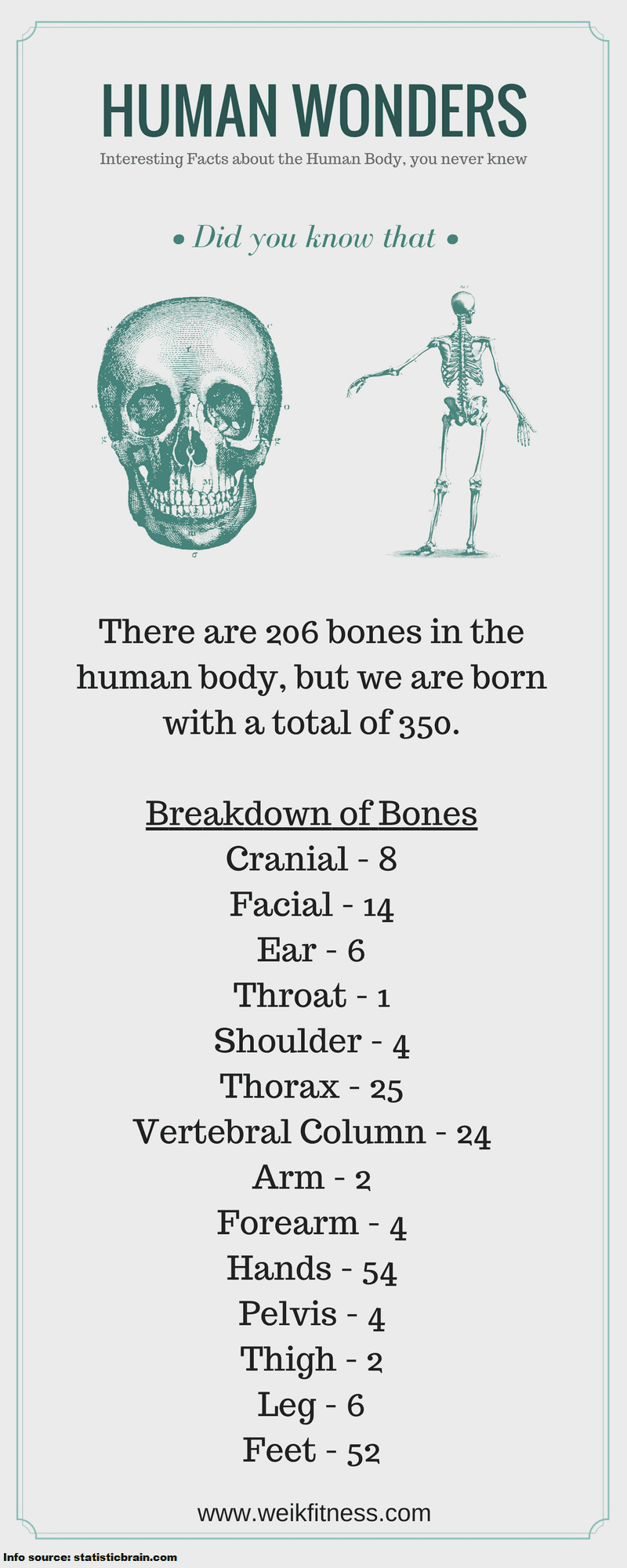 Bones of the Human Body (Infographic)