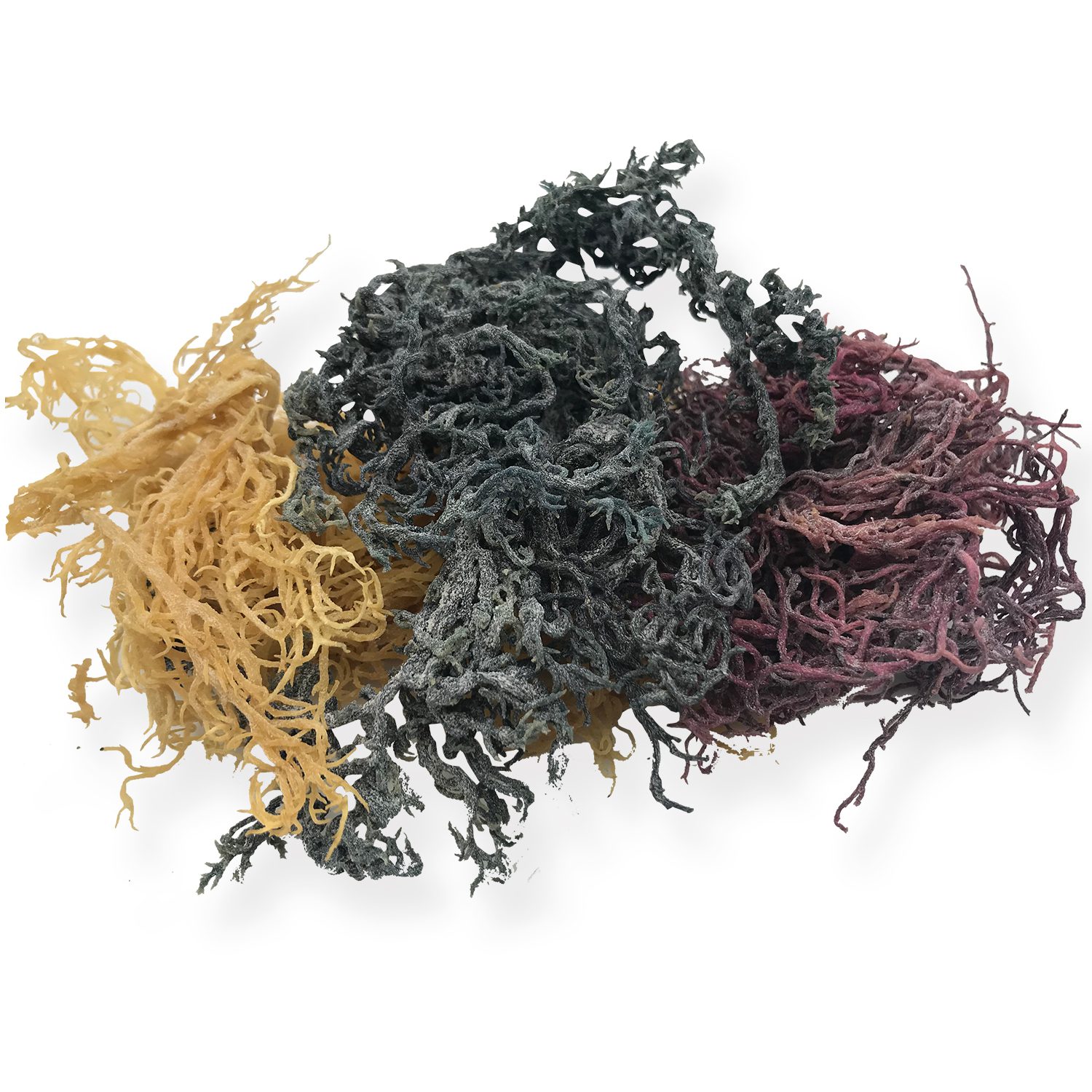 Sea Moss: An Untapped Health Secret from the Sea?
