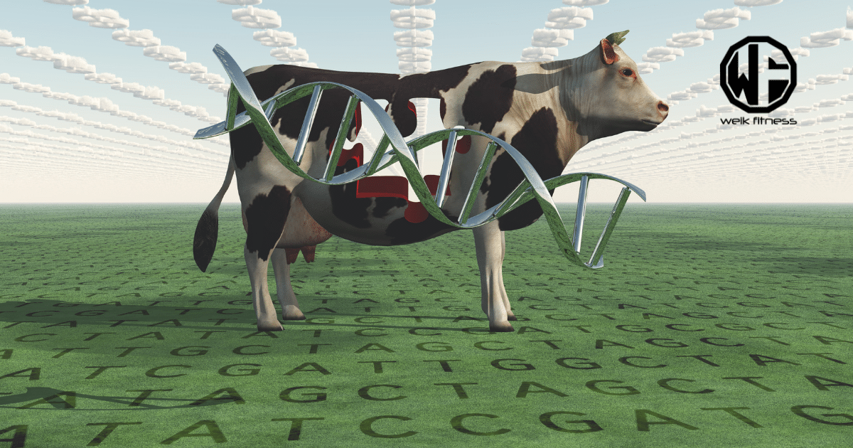 Genetically Modified Food: Are There Health Risks?