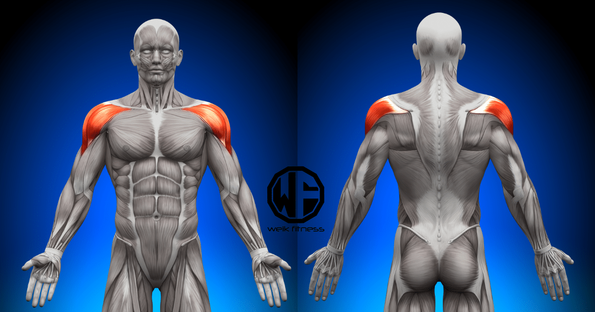 The Best Shoulder Cable Workouts & Cable Shoulder Exercises