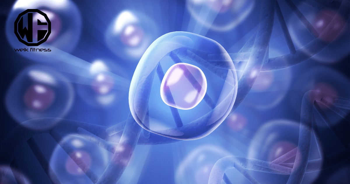 Cellular Senescence: The Role Of Senescent Cells In Aging