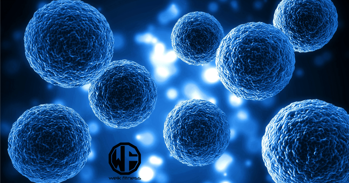 Cellular Senescence: The Role Of Senescent Cells In Aging